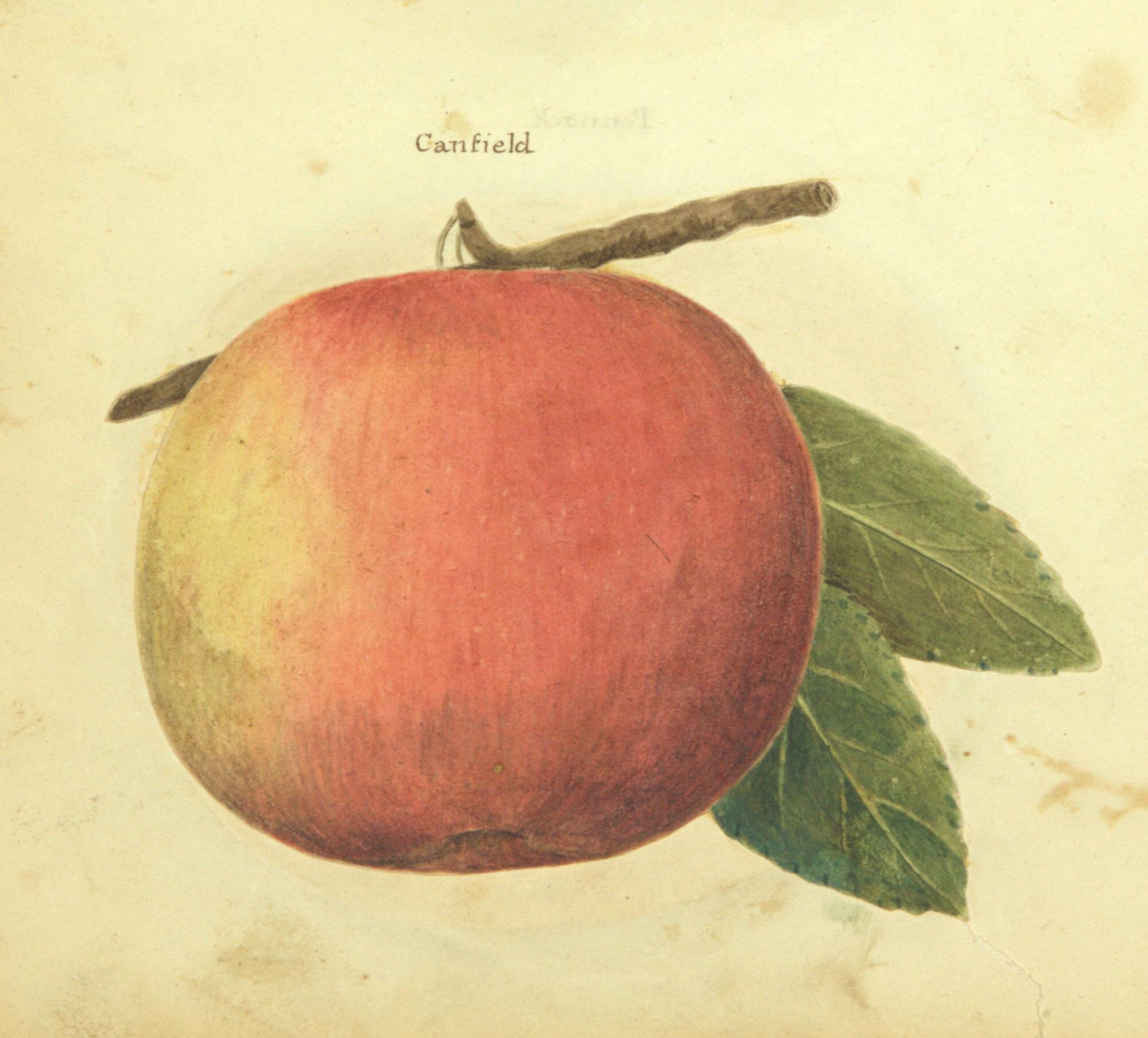 Find Apples – Ralston Cider Mill