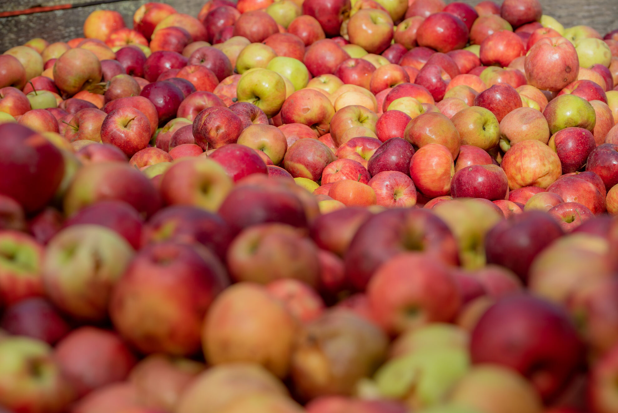 Making Cider – Ralston Cider Mill