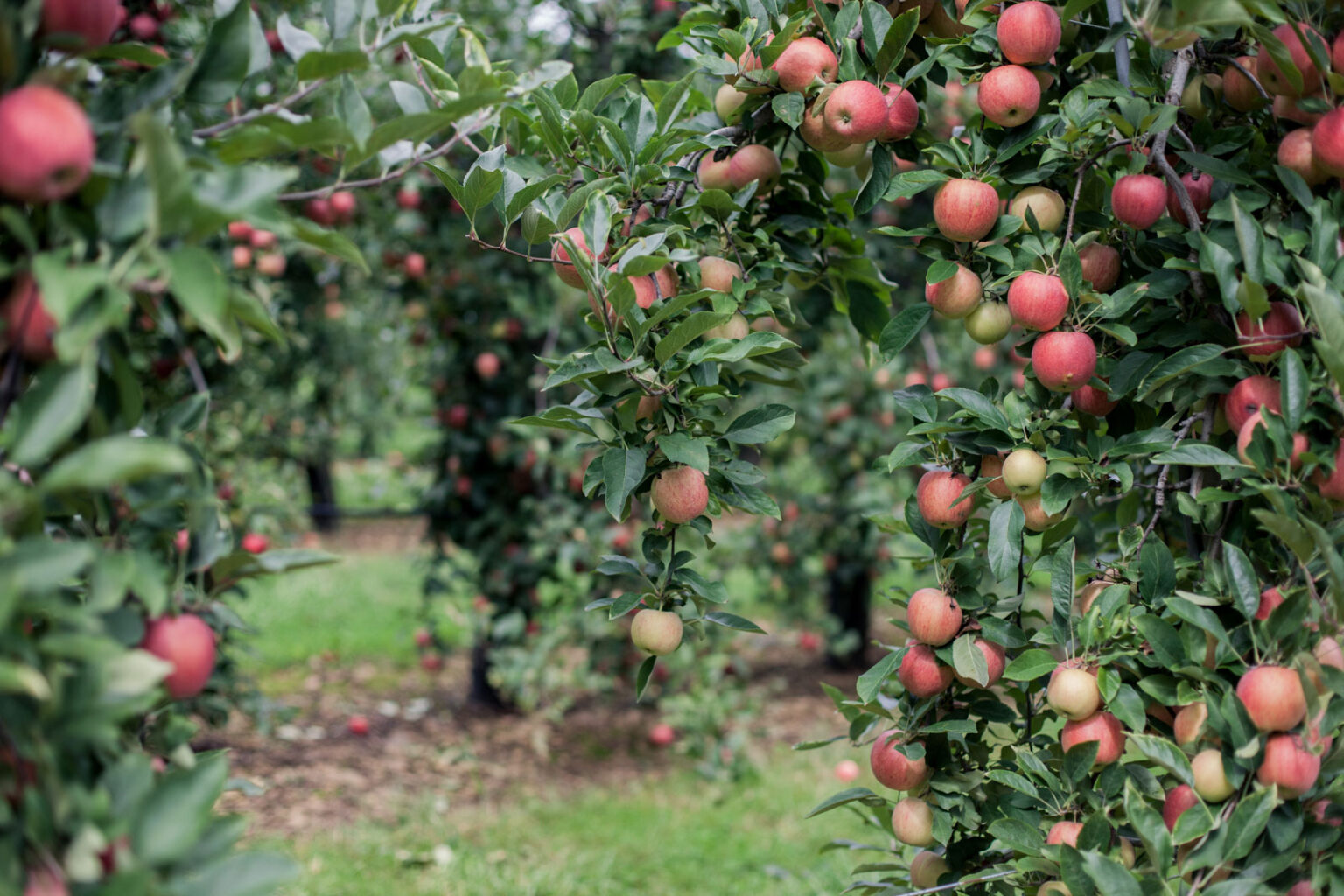 Making Cider – Ralston Cider Mill